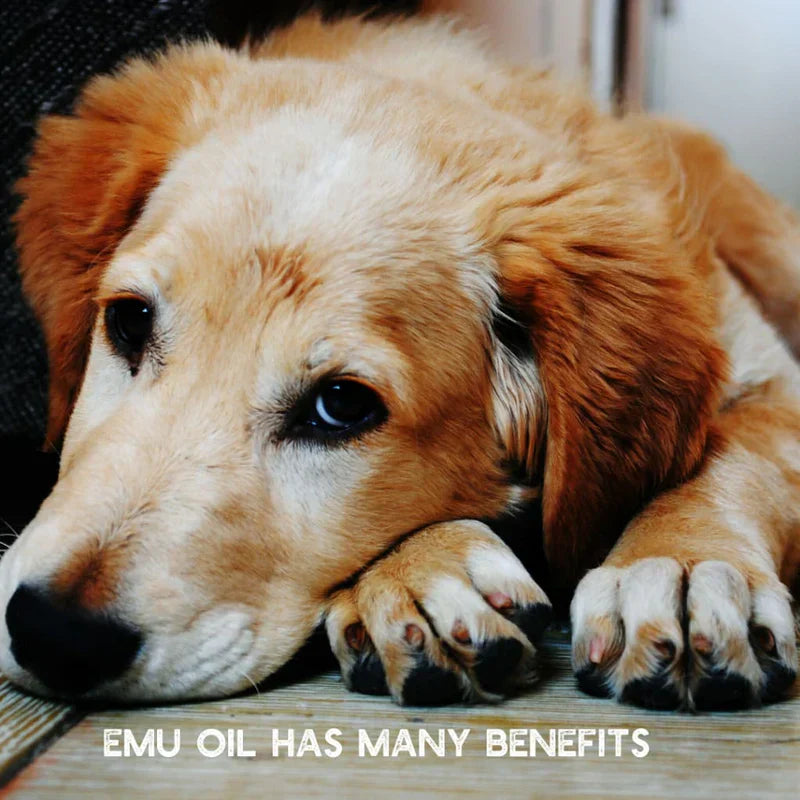 How to Use Emu Oil on Dogs Safely – Emu Body